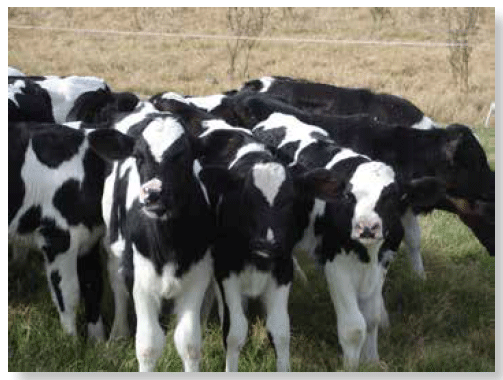 Crianza: El bienestar del ternero - Capítulo 5 | Engormix