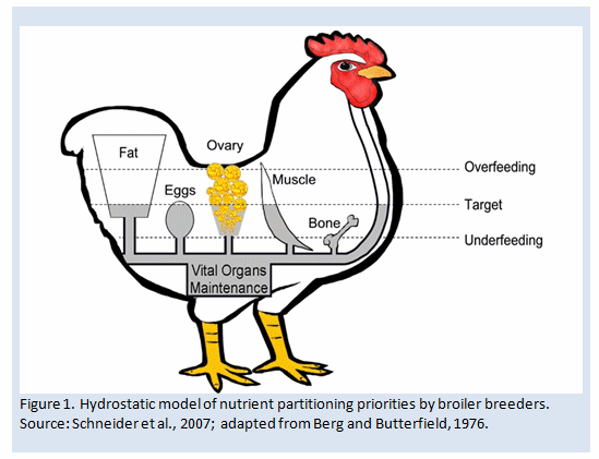 Factors that influence energy requirements of broiler breeders | Engormix