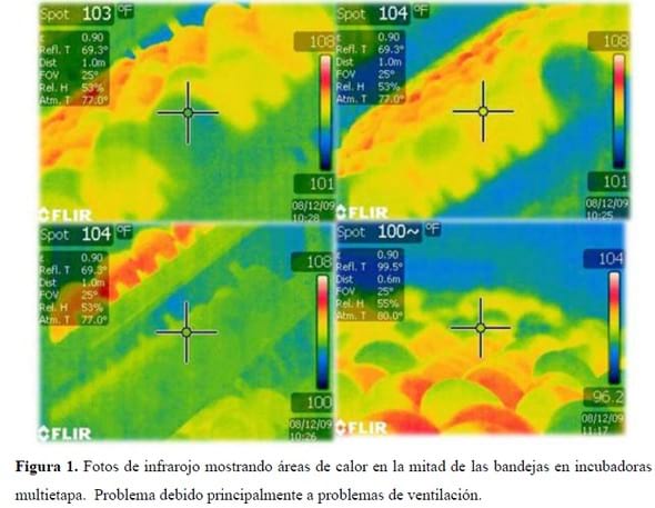 Como Mejorar la Calidad del Pollito BB | Engormix