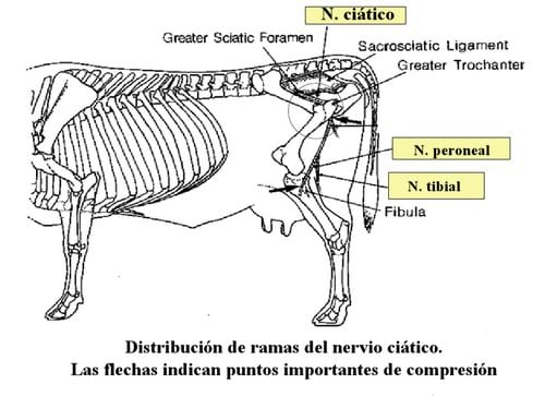 Flexión del Menudillo - Engormix