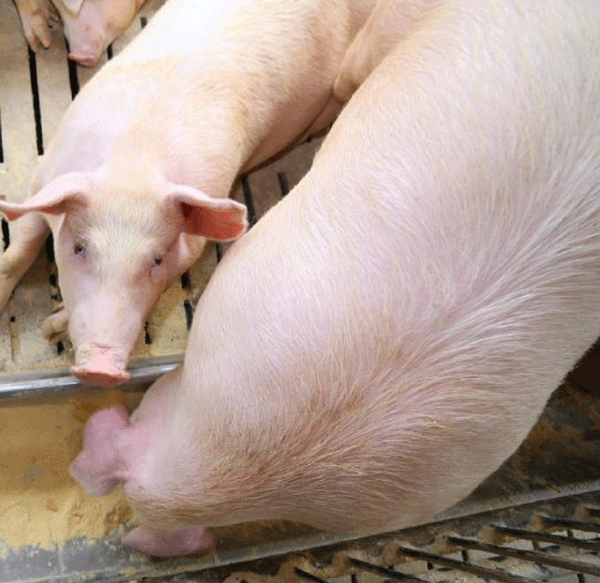 Pichia guilliermondii: Los resultados demuestran un impacto positivo en ...