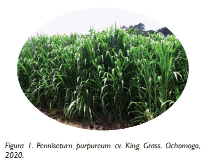 Algunos mitos y verdades sobre el King grass | Engormix