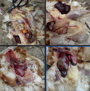 Intoxicación por micotoxinas y síndrome del hígado graso en aves de corral | Engormix