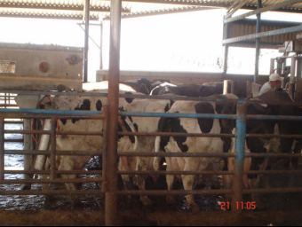 Lista de control para la visita al establo lechero toma correcta de muestras | Engormix