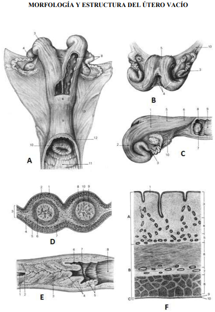 Obstetricia y neonatología bovina: I. Anatomía del aparato reproductor ...
