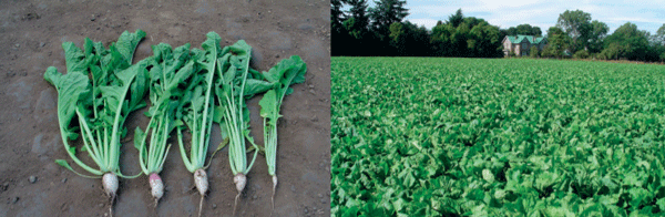 Nabo forrajero (Brassica rapa L. subsp. rapa): Manual de cultivos ...