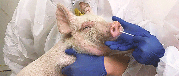 Síndrome Reproductivo Y Respiratorio Porcino Prrs Engormix