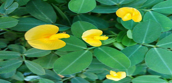 Producción y calidad del maní forrajero perenne (Arachis pintoi) en ...