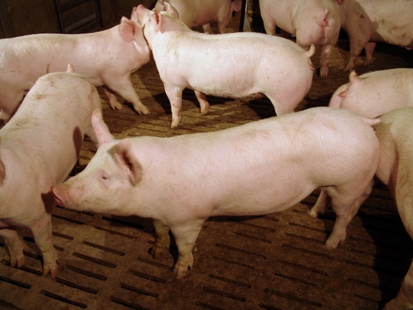 ¿Cómo pueden las cerdas obtener más beneficios con menos minerales ...