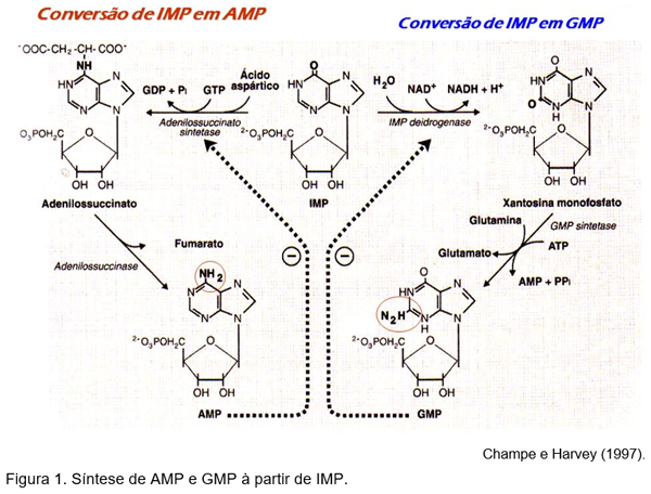 INOSINA MONOFOSFATO - Novo Conceito de Energia na Alimentação de ...