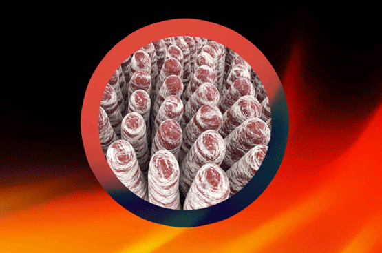 El estrés por calor reduce la absorción de nutrientes | Engormix