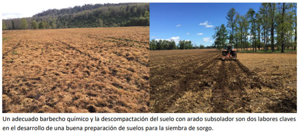 Manual Cultivo del Sorgo Forrajero - Cultivo del sorgo | Engormix Manual Cultivo del Sorgo Forrajero - Cultivo del sorgo | Engormix