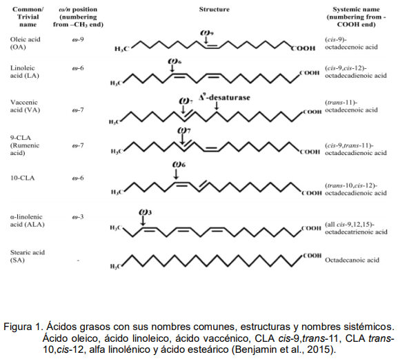 El empleo del ácido linoleico conjugado (CLA) en rumiantes | Engormix