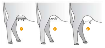 Ubres y pezones: Cómo evaluarlos para mejorar nuestras vacas de crianza ...