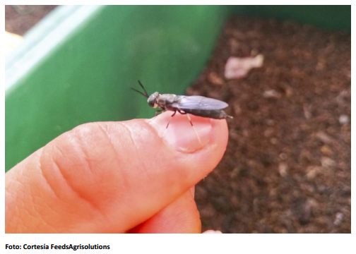 Harina de insectos, alta innovación y solución a la necesidad de ...