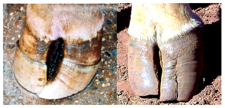 Patologías podales infecciosas y no infecciosas - Engormix