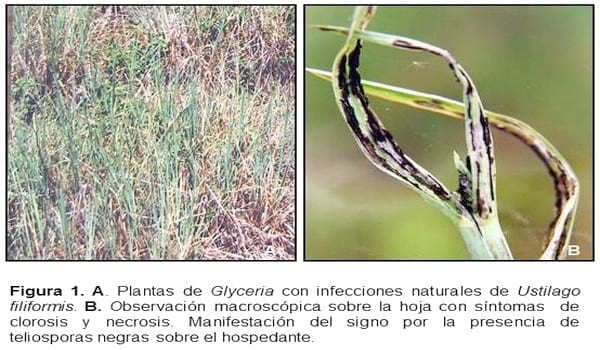 Biología e histopatología del carbón ustilago filiformis (=u ...