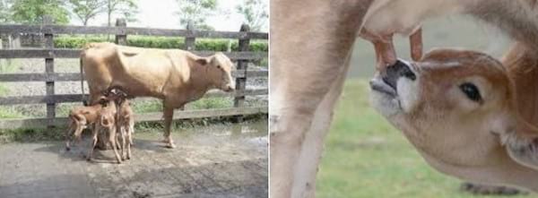 La crianza de terneros de lechería | Engormix