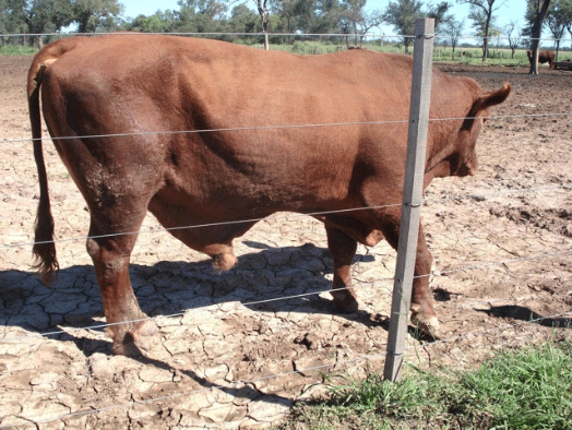 ?⭐Cuidados a tener en cuenta con los toros?⭐