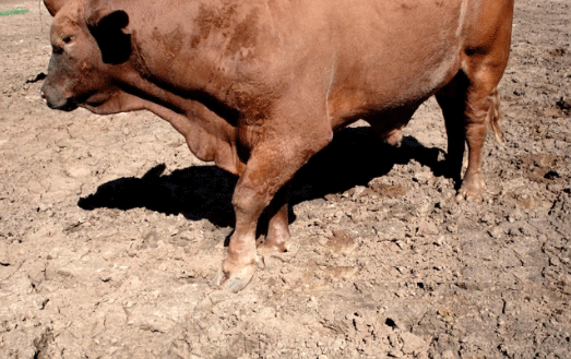 ?⭐Cuidados a tener en cuenta con los toros?⭐