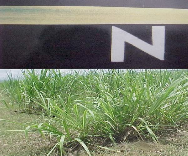 Síntomas de deficiencias nutricionales en el cultivo de la caña de ... Síntomas de deficiencias nutricionales en el cultivo de la caña de ...