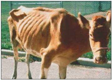 Paratuberculosis Bovina - Engormix