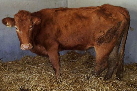 Paratuberculosis Bovina | Engormix