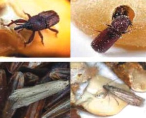 Niveles de Infestación | Engormix