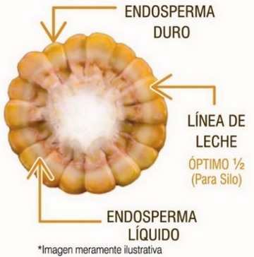 Maíz: Clasificación y usos potenciales | Engormix