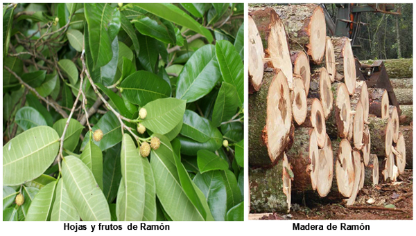 El ramón o ujuxte (Brosimun alicastrum) y su incidencia en el ...