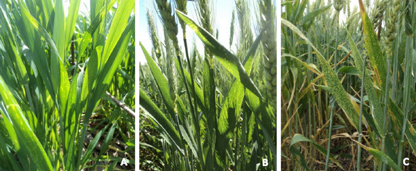 Mosaico bacteriano por Clavibacter michiganense subsp. tessellarius ...