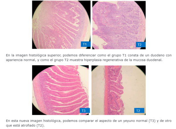 Impacto de la enteritis necrótica en aves y su prevención mediante el ...
