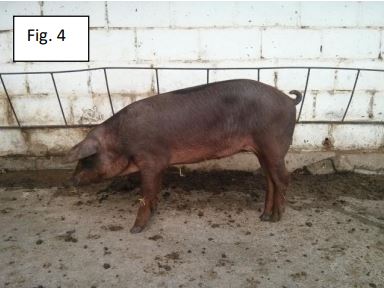 La asociación patológica entre Trichuris suis y Lawsonia ...