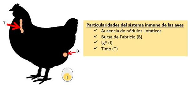Inmunosupresión en aves: Causas y prevención - Engormix