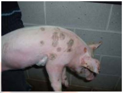 Epidermitis Exudativa | Engormix