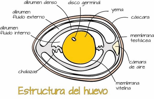 El Huevo, realidades y mitos 2020. Más de 3 docenas de preguntas y ...