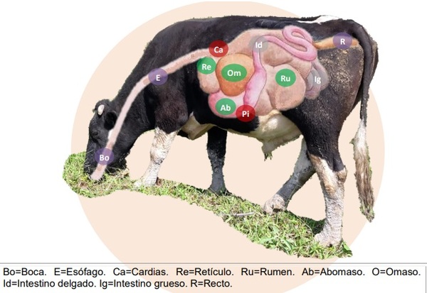 El bovino lechero y su rumen - Engormix
