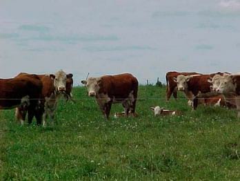 Cría Intensiva: una alternativa con buenos resultados económicos | Engormix