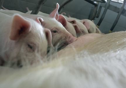 Aumentando la longevidad de las cerdas - Un enfoque nutricional | Engormix