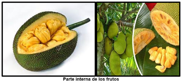 El árbol de yaca (Artocarpus Heterophyllus), una especie de usos ...