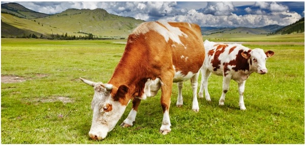 Solutions focused on ruminant nutrition | Engormix