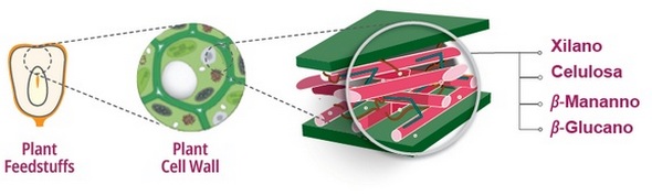 Importancia de la xilanasa en los alimentos balanceados para animales ...