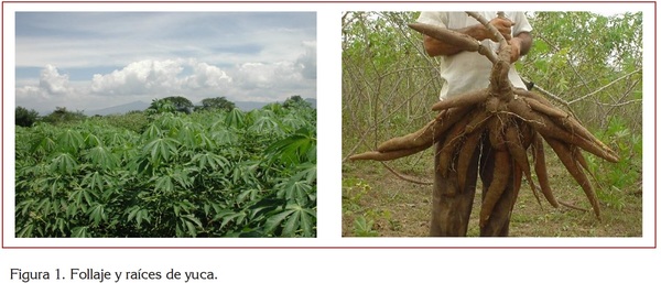 Uso de la yuca en alimentación animal | Engormix