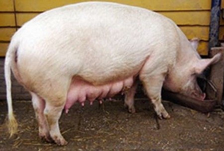 Manejo de la cerda lactante | Engormix