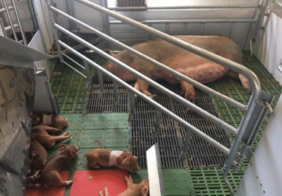 Guías prácticas: Sistemas de parideras de confinamiento temporal - Engormix