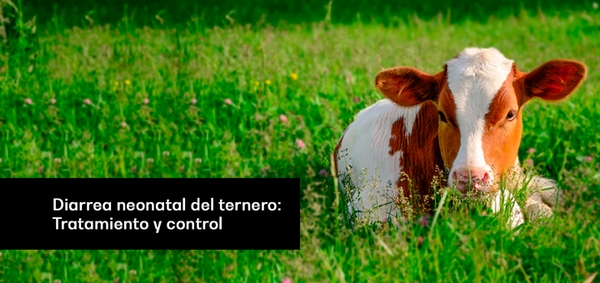Diarrea neonatal del ternero: Tratamiento y Control (parte 1) | Engormix