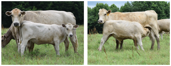 Angus Blanco - Engormix