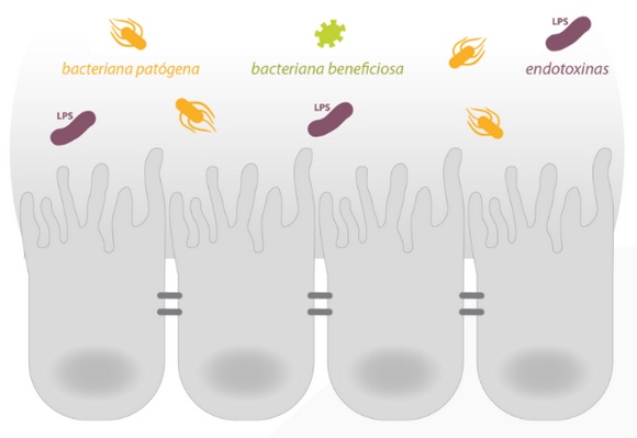 El efecto sinérgico de las micotoxinas y endotoxinas - Engormix