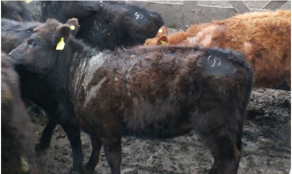 Sarna De Los Bovinos Los Endectocidas Desafiados Por Una Parasitosis