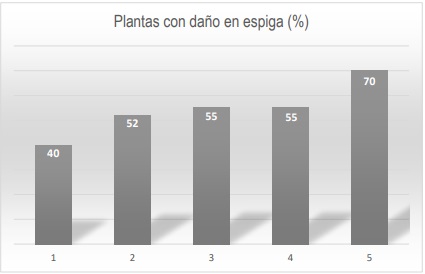 Variación en el control de H. zea con un mismo evento Bt: el caso de ...